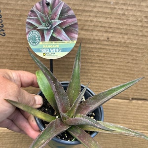 Mangave ‘red Wing’- Large, Broad, Stiff, Upright Multicolored Red ...