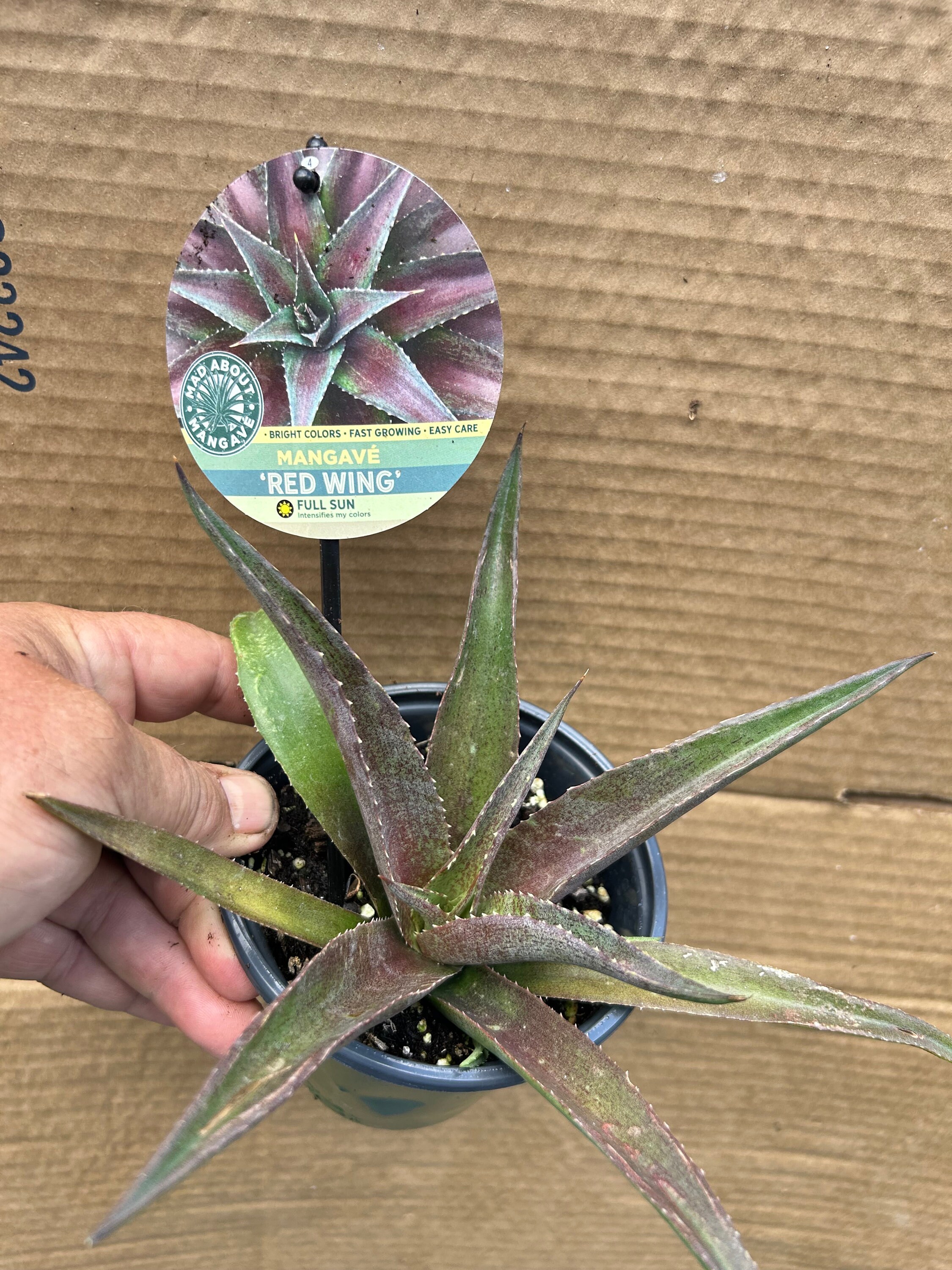 Mangave ‘red Wing’ Multicolored Bright Red Variegated Leaves With ...