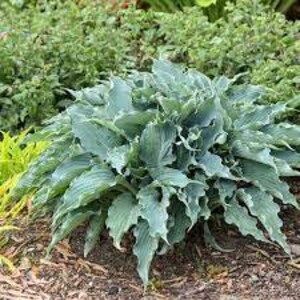 Hosta ‘waterslide’ - Ride the Blue Waves! - Blue Hosta - Perennial - Etsy