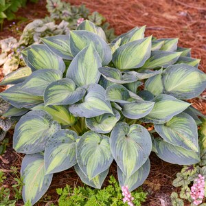 Hosta ‘june’ Beautiful Gold Center Variegation on Blue Leaves , Slug ...