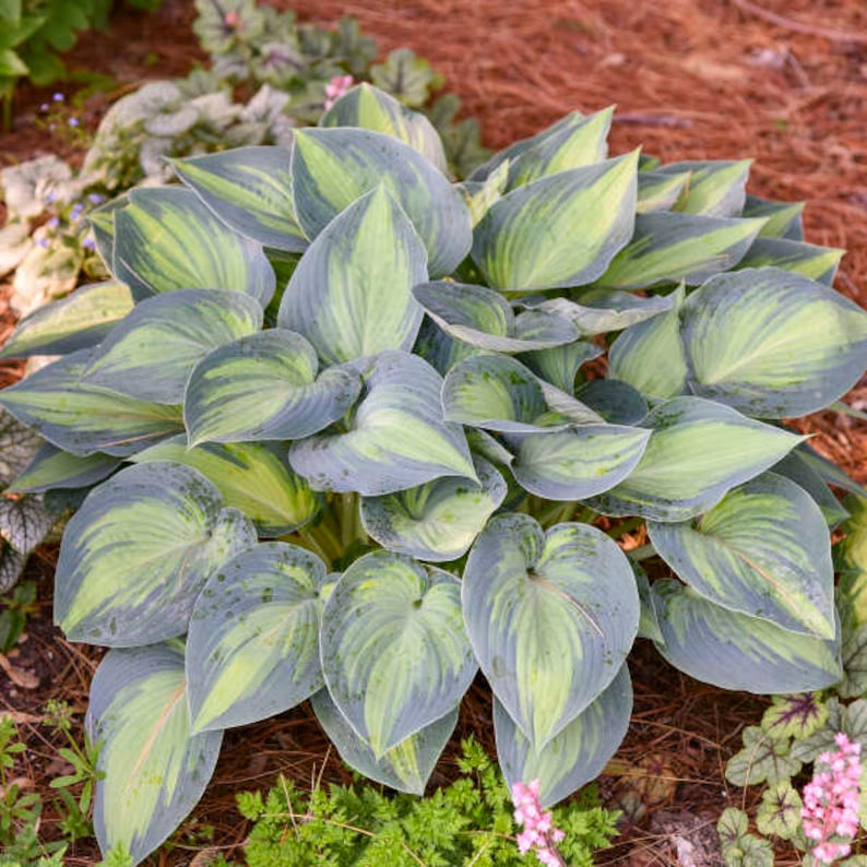 Hosta ‘june’ - Beautiful Variegation, Slug Proof - Hosta - Perennial - Etsy