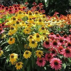 Coneflower ‘parrot’ Multicolored Orange-red-yellow Flowers, Dark Cone ...