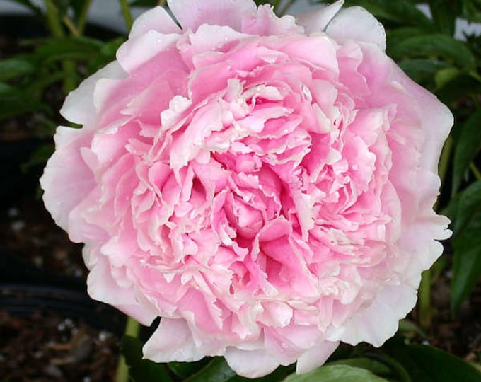 Peony ‘sarah Bernhardt'-gigantic, Fragrant, Fully Double, Apple Blossom ...