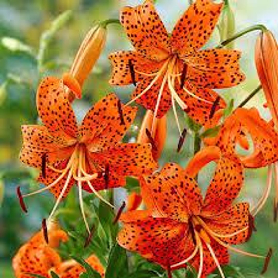 Lily Tiger -candelabras of Large 4-6” Fragrant, Recurved Black Spotted ...