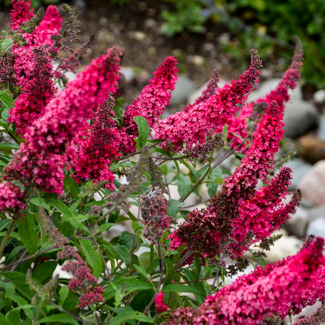 Butterfly Bush ‘prince Charming’- Bright Cerise Red Raspberry Flowers ...