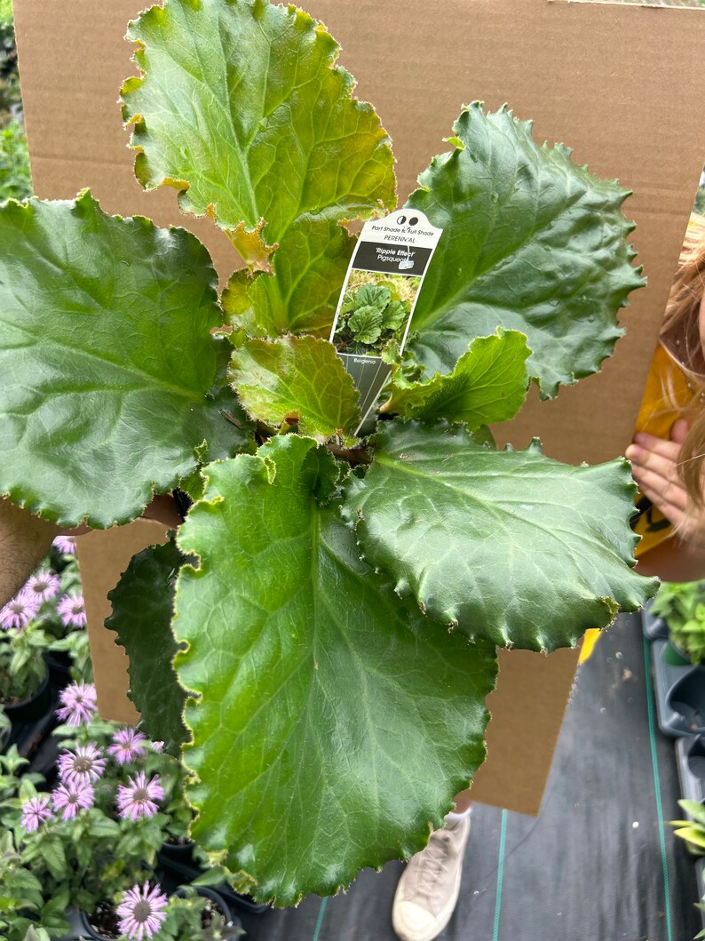 Pigsqueak ‘rippled Effect’ - Huge 12”+ Leaves With Candelabras of White ...
