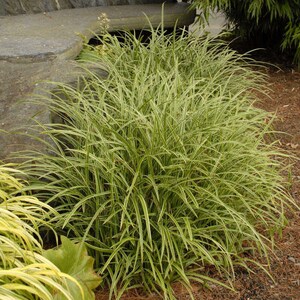 Grass Feather Reed 'hello Spring!' - Arching, Variegated Foliage ...