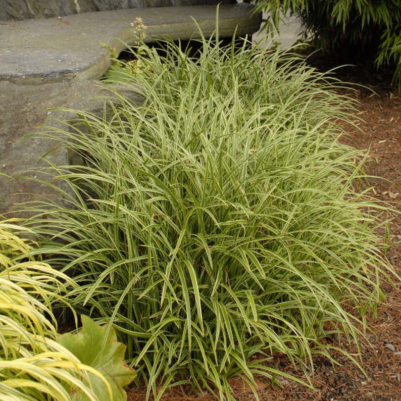 Feather Reed Grass 'hello Spring!' Variegated Upright, Columnar Foliage ...