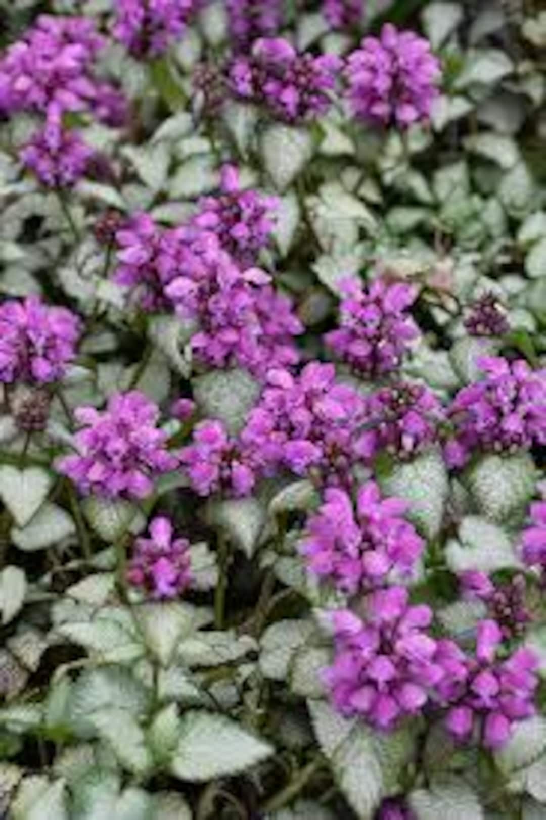 Dead Nettle ‘purple Dragon’ Purple Hooded Flowers Above Low Evergreen ...