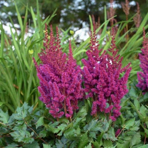 False Spirea ‘vision in Red’ Dark Red Stems Hold Deep Red Buds That ...