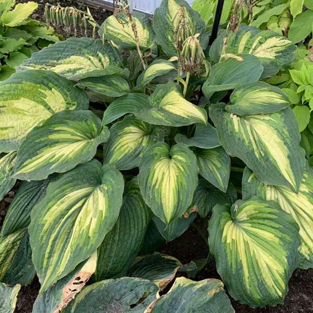 Hosta ‘when I Dream’ -large Creamy-white Leaves With Rippled, Streaky ...