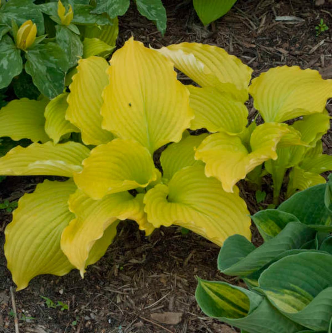 Hosta 'dancing Queen' Large Bright Yellow-gold Leaves With Pie Crust ...