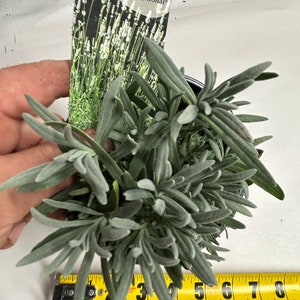 Lavender 'exceptional' - Fragrant White Flowers and Foliage!- Lavendula ...