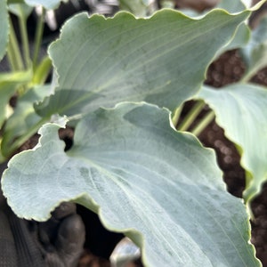 Hosta ‘tears in Heaven’ - Heavily Ruffled Intense Blue Pointed Leaves ...