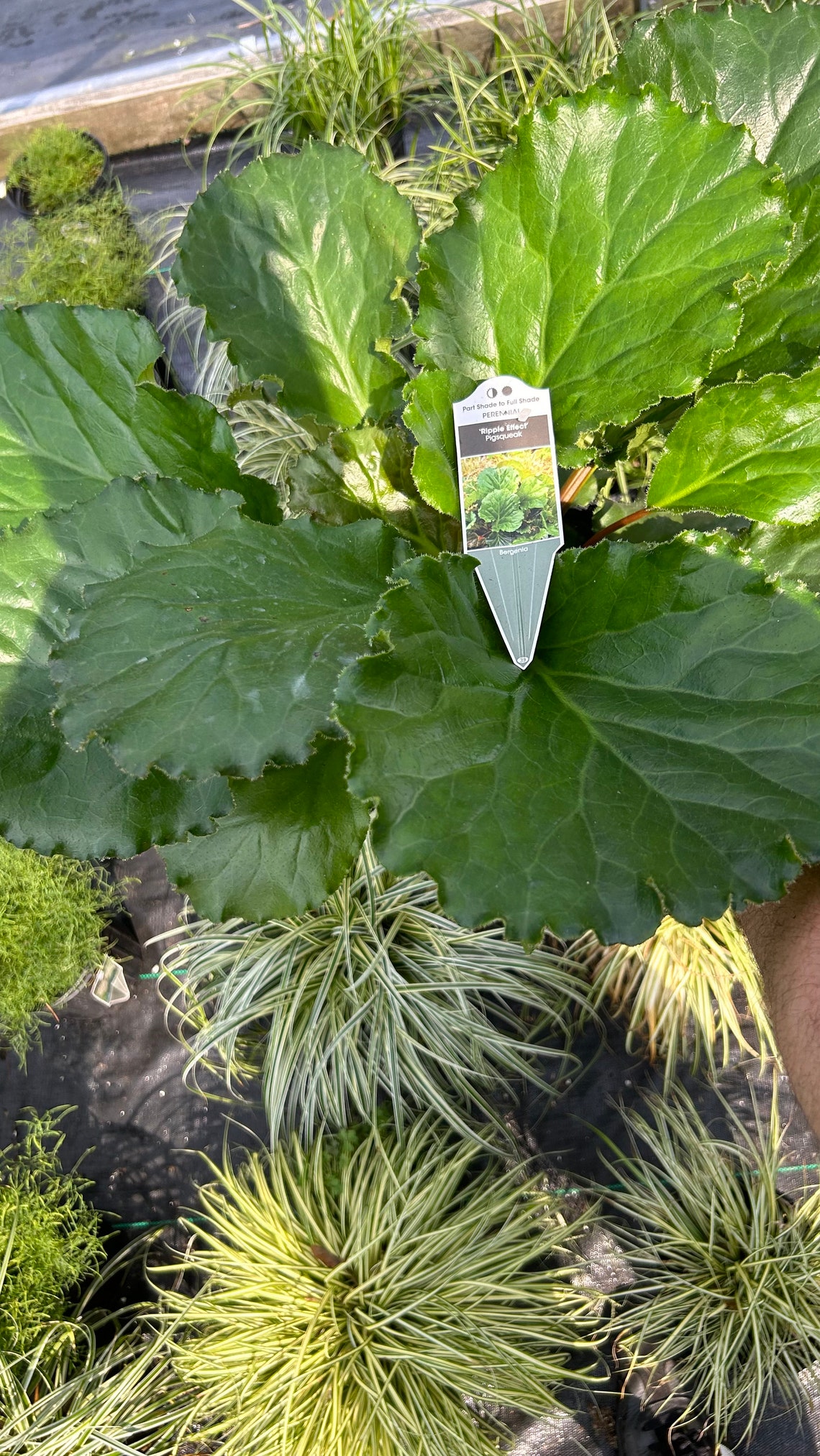 Pigsqueak ‘rippled Effect’ - Huge 12”+ Leaves With Candelabras of White ...