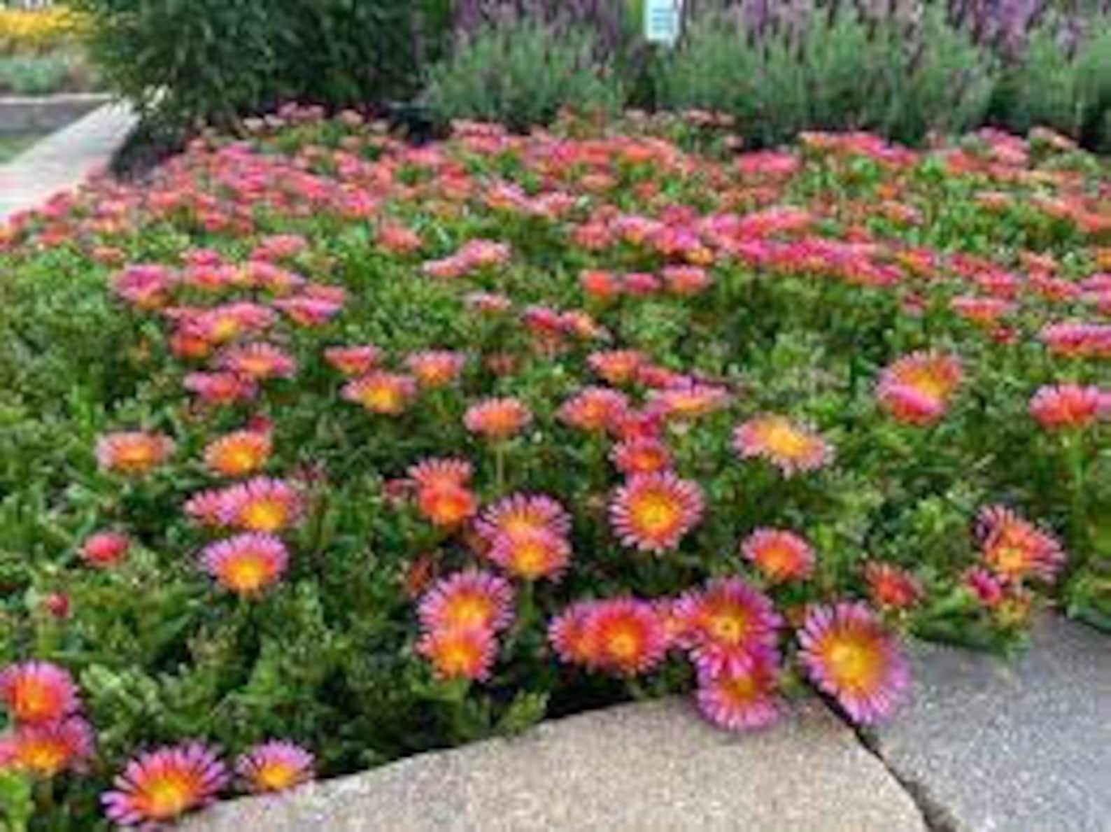 Ice Plant ’ocean Sunset Orange Glow’ Orange Flowers, Pink Tips,yellow ...