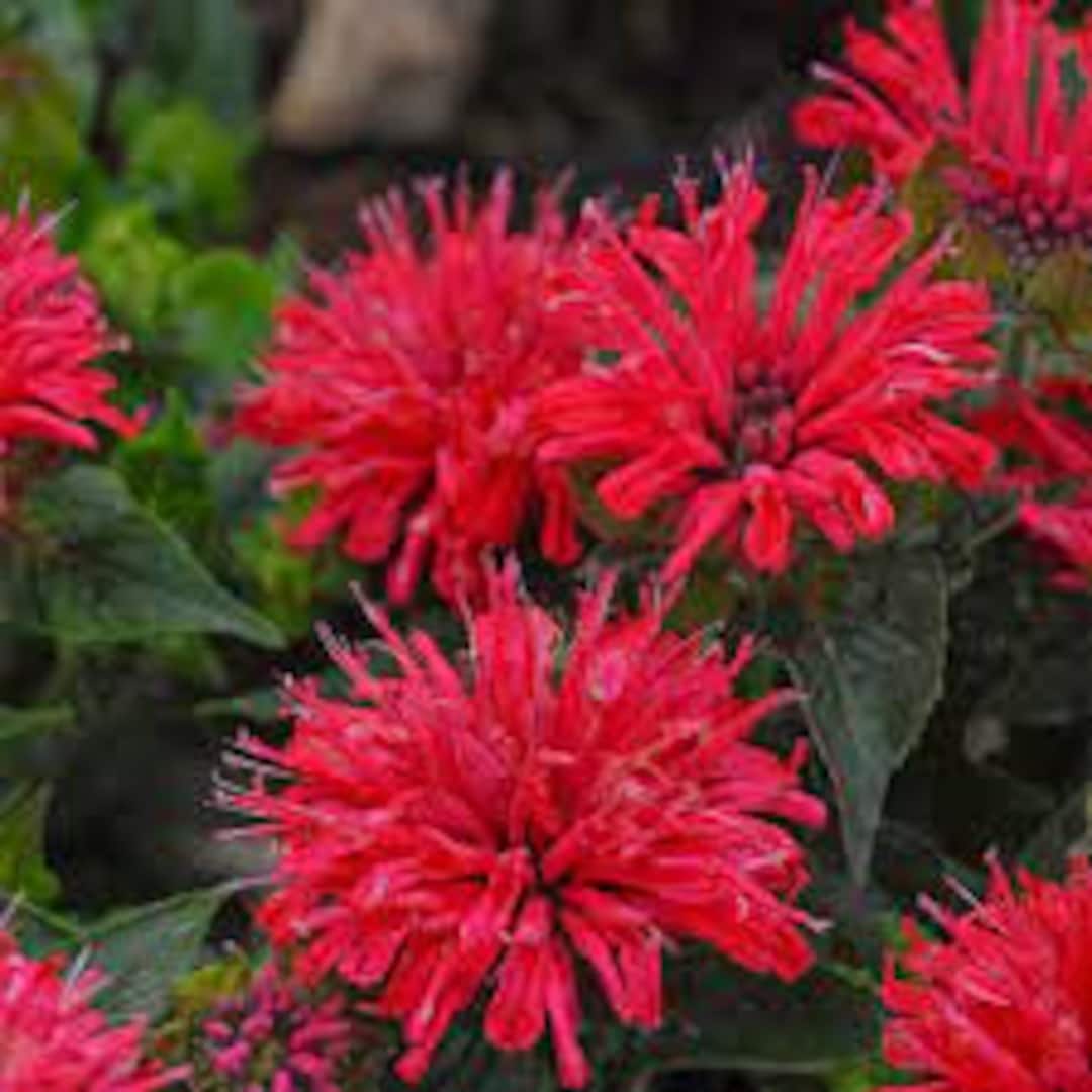 Bee Balm ’fireball’ Dark Fiery Red Flowers Cover Compact Fragrant Minty ...