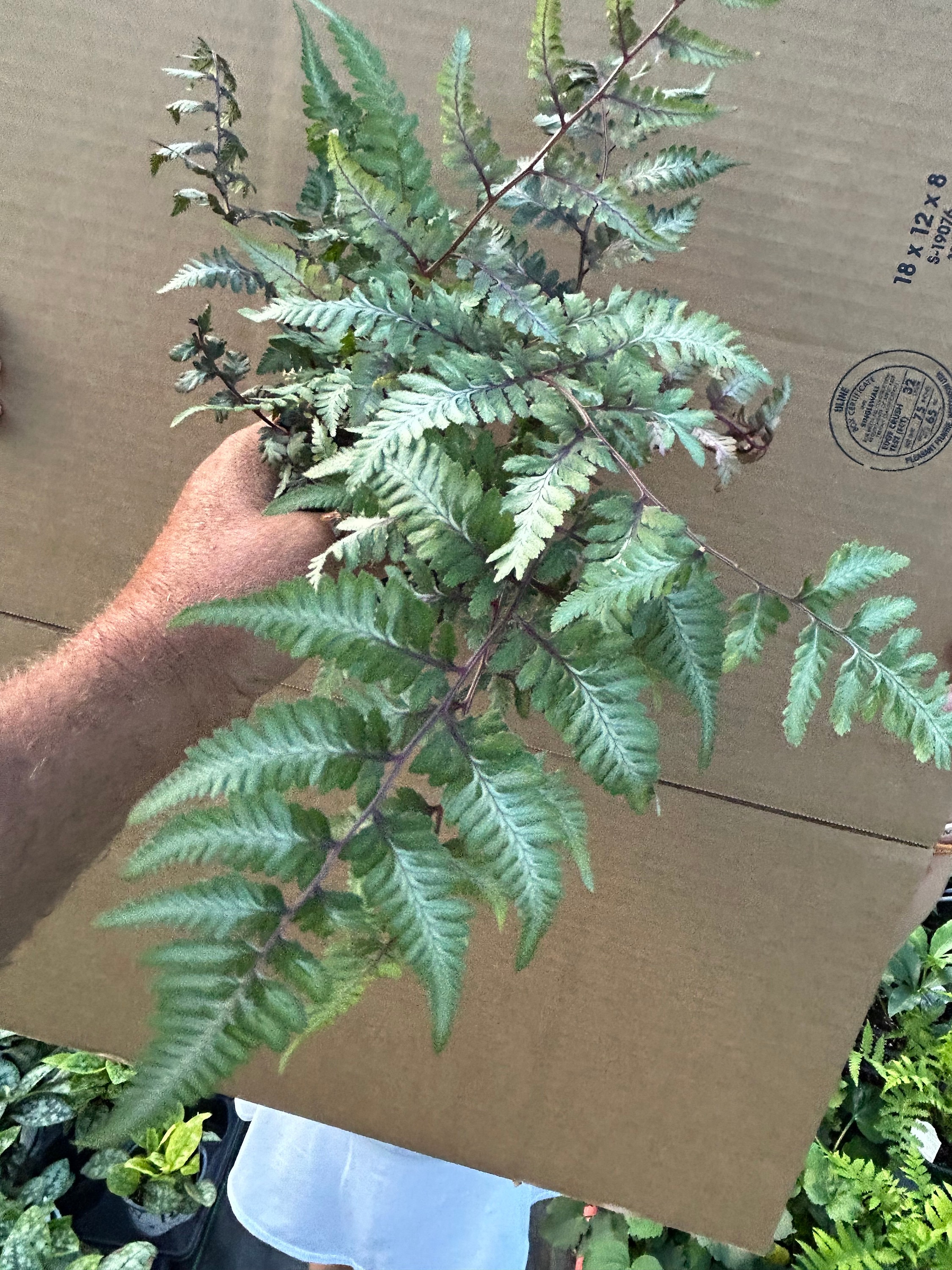 Fern Giant Japanese Painted ‘godzilla‘ Massive Clump of Silvery Fronds ...