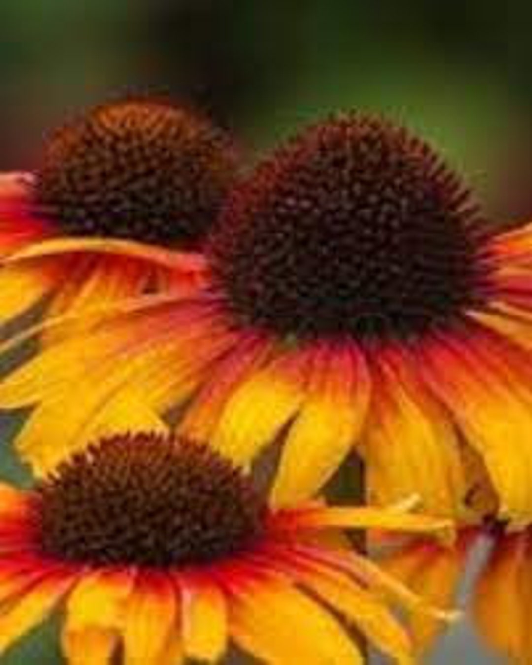 Coneflower ‘parrot’ Multicolored Orange-red-yellow Flowers, Dark Cone ...