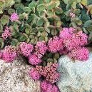 Stonecrop ‘lime Zinger’- Evergreen Green With Red Edges,pink Flowers ...
