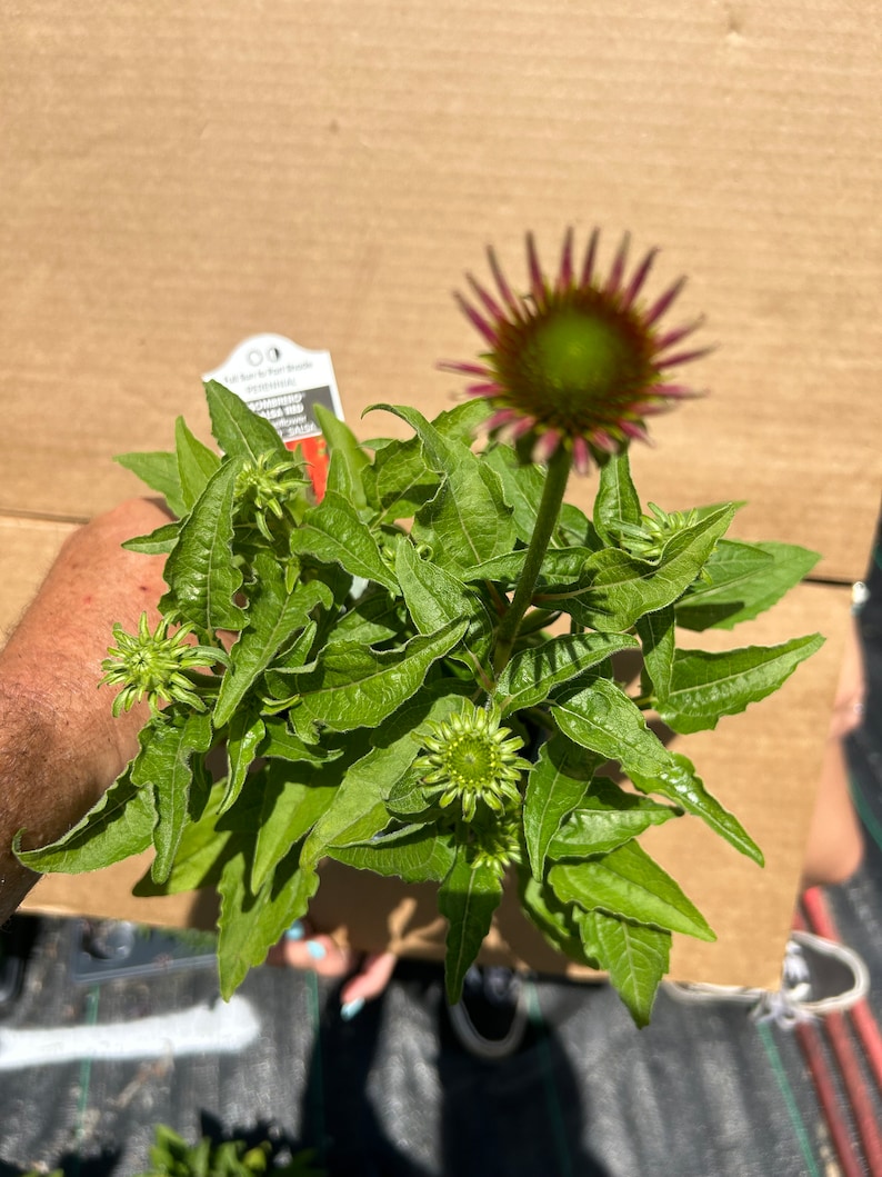 Coneflower 'salsa Red Sombero’ Sunning, Dark Red Flowers, Dark Cone ...