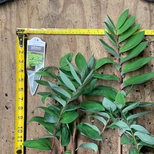 Solomons Seal 'ruby Slippers' Dainty, White Bell Flowers Held on Red ...