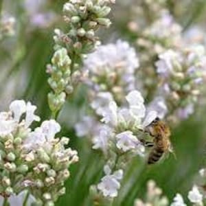 Lavender 'exceptional' - Fragrant White Flowers and Foliage!- Lavendula ...
