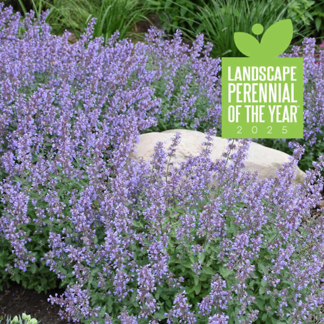 Catmint ‘cat’s Meow’ - Best Catmint Ever! Sky Blue Flowers - Nepeta ...
