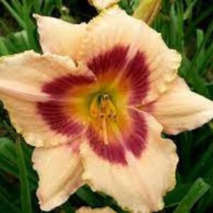Daylily 'wineberry Candy 5 Fragrant, Pink-peach Flowers With a Wine ...