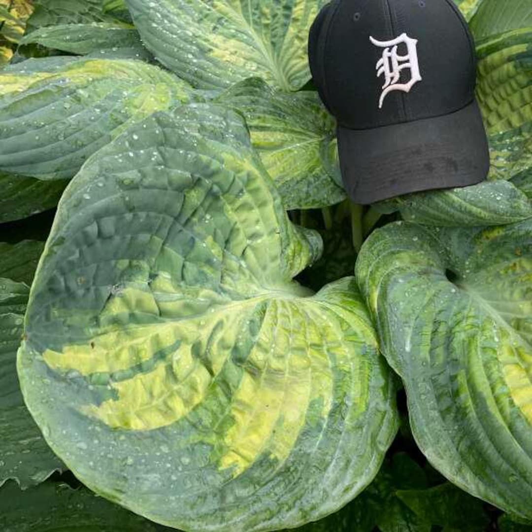 Hosta 'sound of Music' - Giant Variegated Leaves, Chartreuse Centers ...