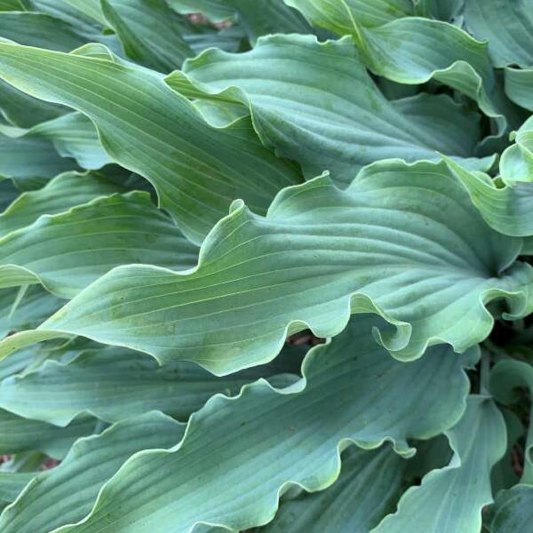 Hosta ‘wild Imagination’ -unique Thick, Long, Pointed, Narrow Twisted ...