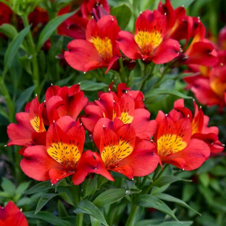 Peruvian Lily ‘summer Heat’ Large Red Flowers With Yellow Central Flare ...