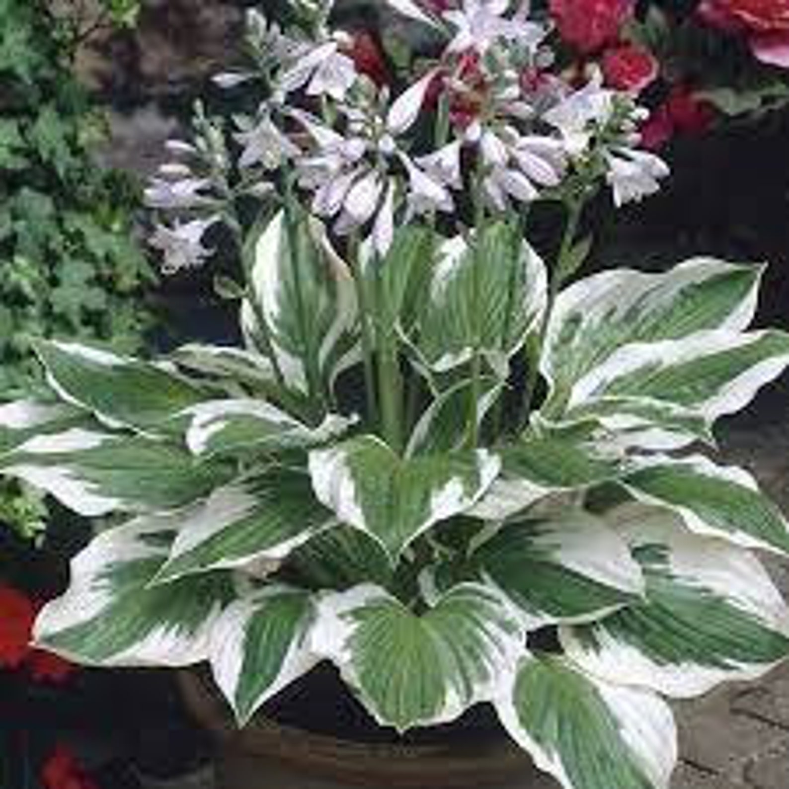 Hosta 'patriot' Large Green Leaves With Pure White Variegated Margin ...