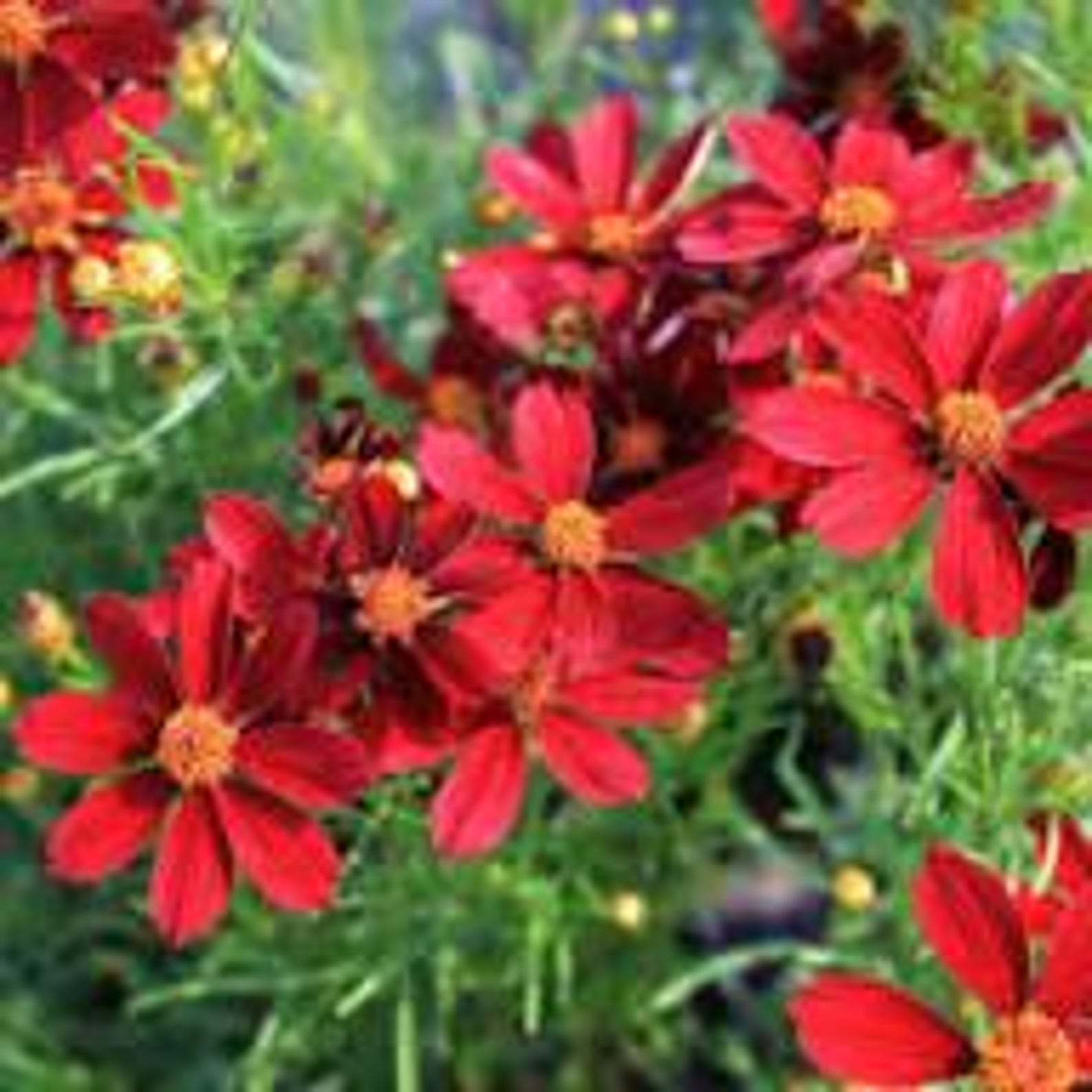 Tickseed ‘red Satin’ Vibrant, Deep Ruby Red Flowers Atop Threadlike ...