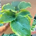 Hosta 'spartacus' - Large Dome of Variegated Leaves - Hosta - Perennial ...