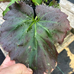 Oredenia fusion of Fire Huge Green Leaves Turn Red in Fall Oredenia ...