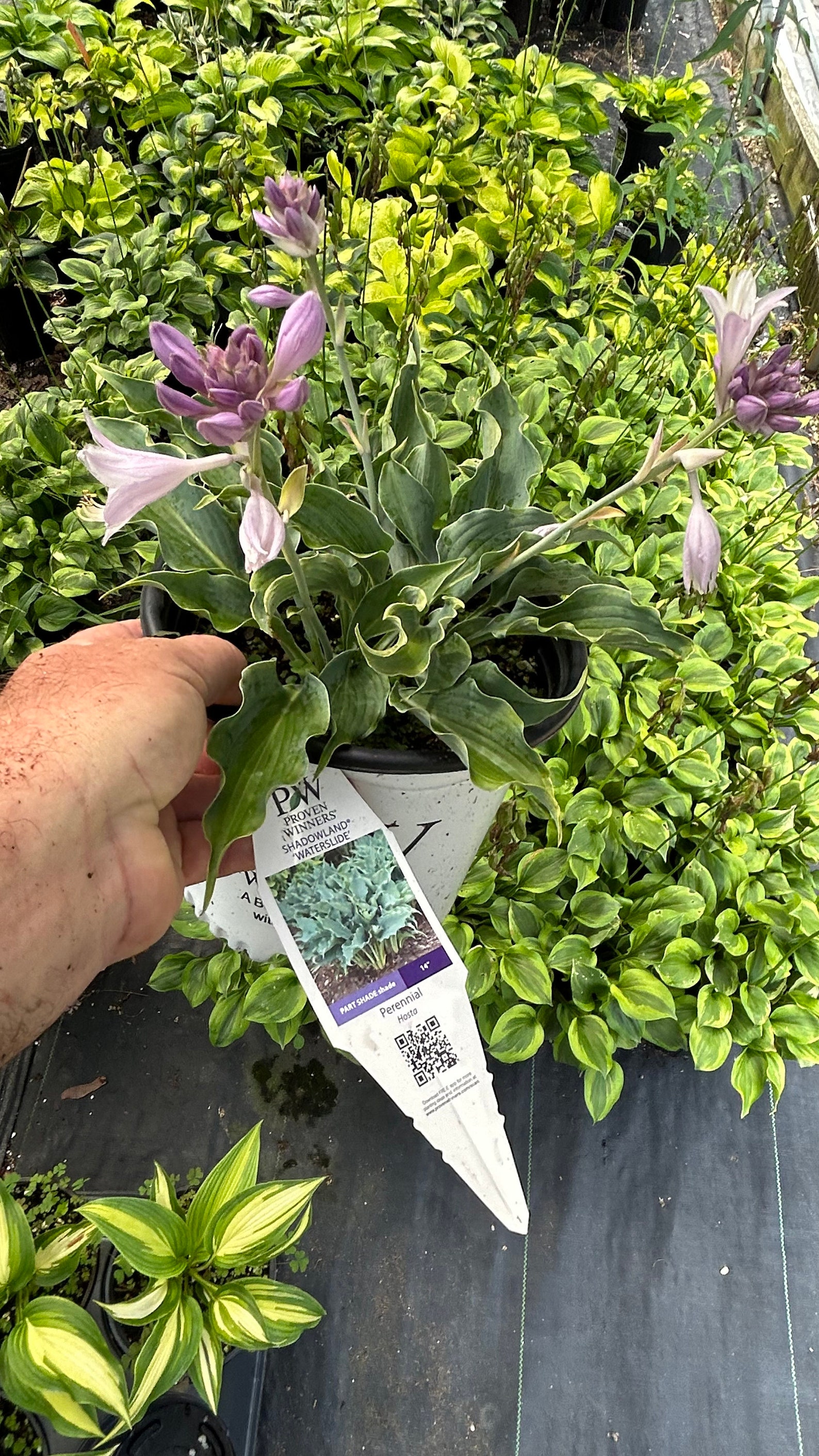 Hosta ‘waterslide’ - Ride the Blue Waves! - Blue Hosta - Perennial - Etsy
