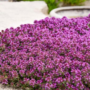Creeping Red Thyme 'coccineus'-fragrant Evergreen Herb Groundcover ...