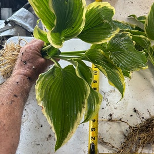 Hosta ‘drop-dead Gorgeous’ - Giant Hosta, Grows a 6-8’ Wide Variegated Mound - Perennial - Etsy