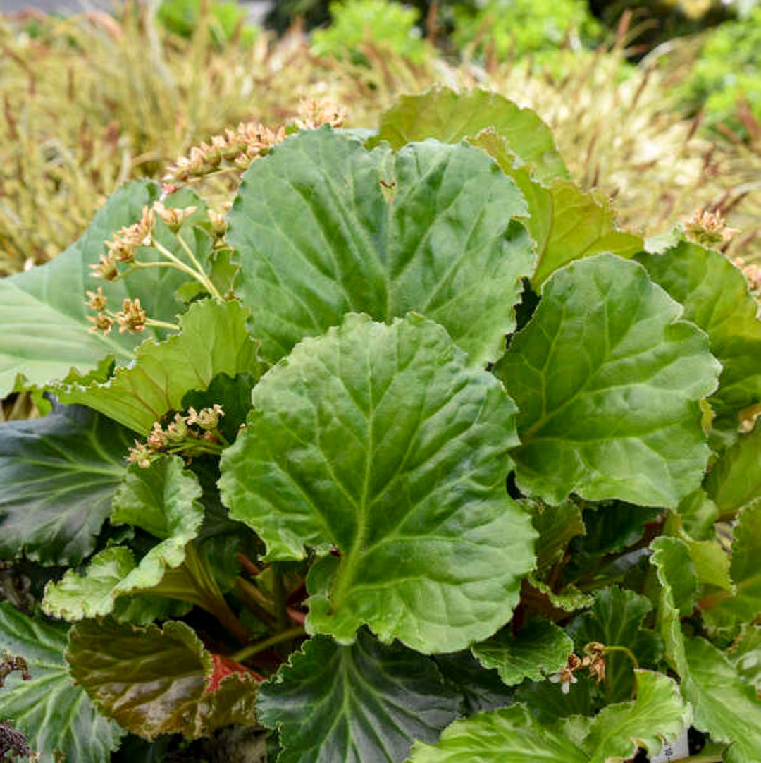Pigsqueak rippled Effect Huge 12 Leaves With Candelabras of White ...