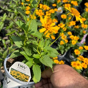 False Sunflower tuscan Gold Sunny Golden Yellow Flowers Heliopsis ...