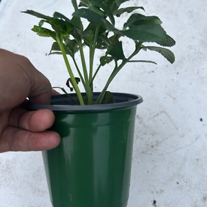 Lenten Rose true Love double Deep Maroon Red Flowers Helleborus ...