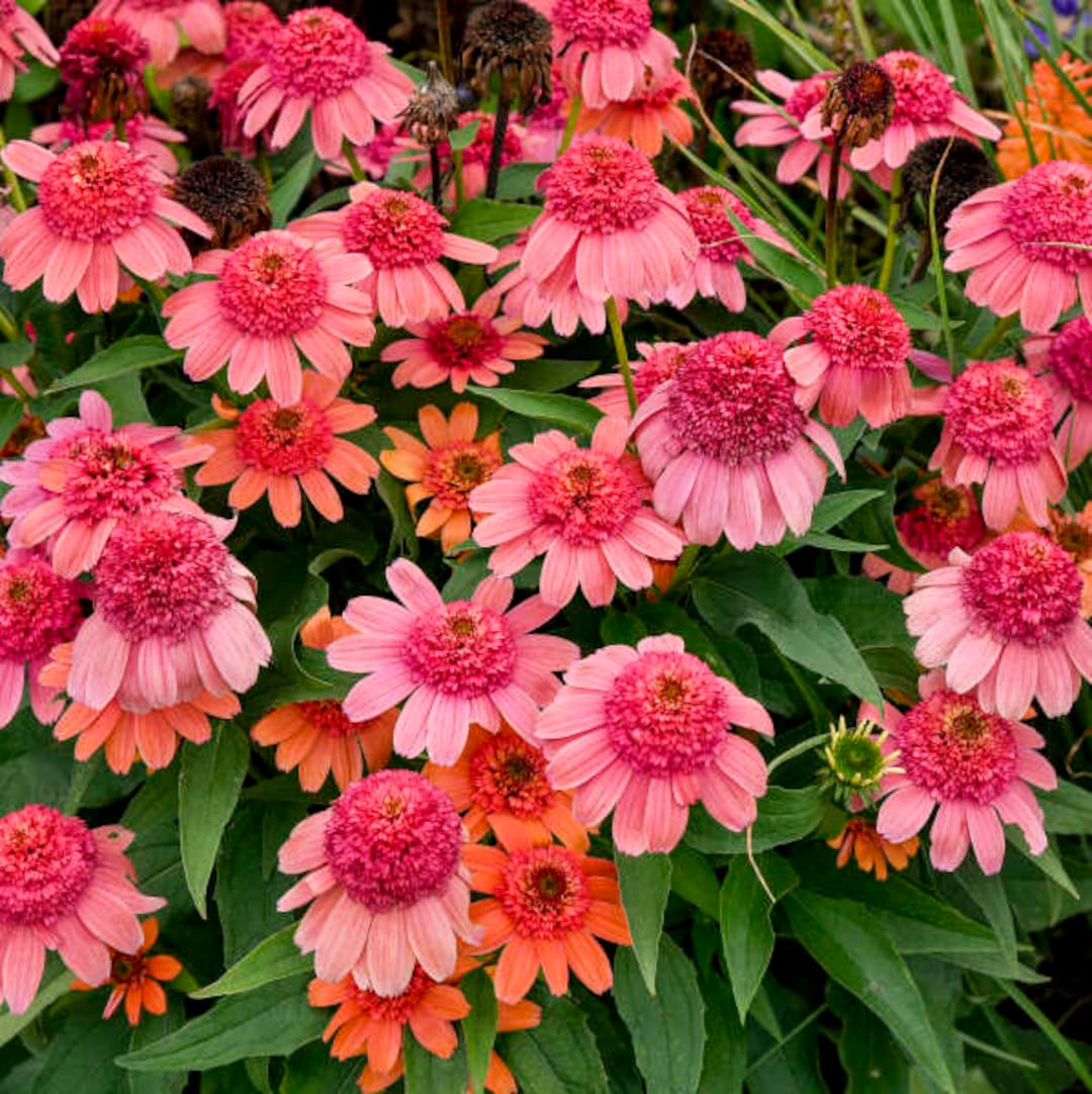 Coneflower ‘rainbow Sherbet’ Double Orange-pink Pom-pom Type Flowers ...