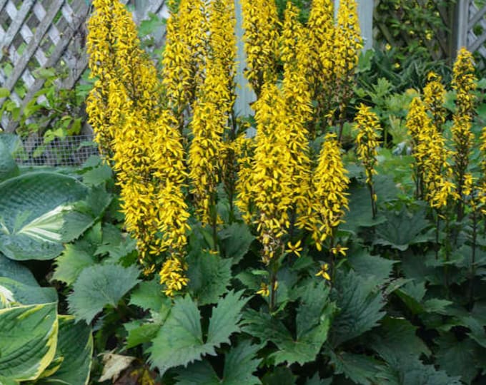 Ligularia Desdemona - Hardy Perennial - Shade Plant - Grows 3 to 5 Feet ...