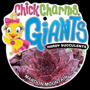 Hen and Chicks- Chick Charms Giant ‘maroon Mountain'- Large Hen of Deep ...