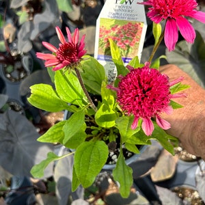 Coneflower ‘raspberry Beret’ - Double Raspberry Pink Flowers ...