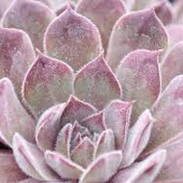 Silver Succulent - Etsy