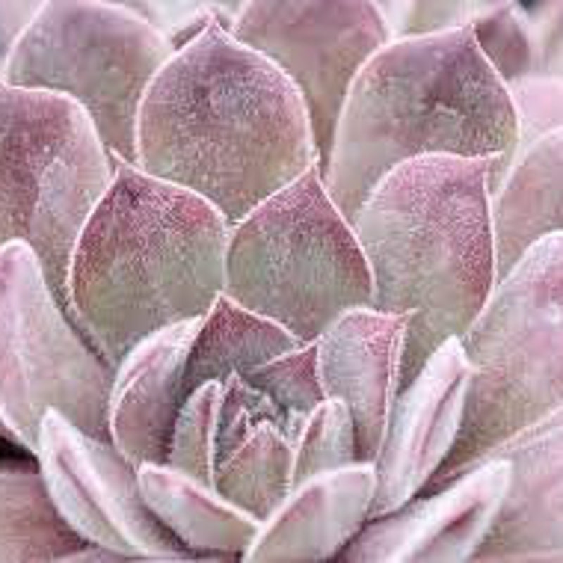 Silver Succulent - Etsy