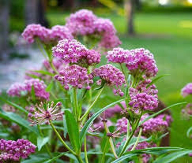Butterfly Milkweed 'cinderella' Pink Flowering Butterfly Attracting ...