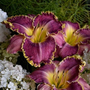 Daylily 'raspberry Eclipse' large 6 Fragrant, Raspberry Purple, Ruffled ...